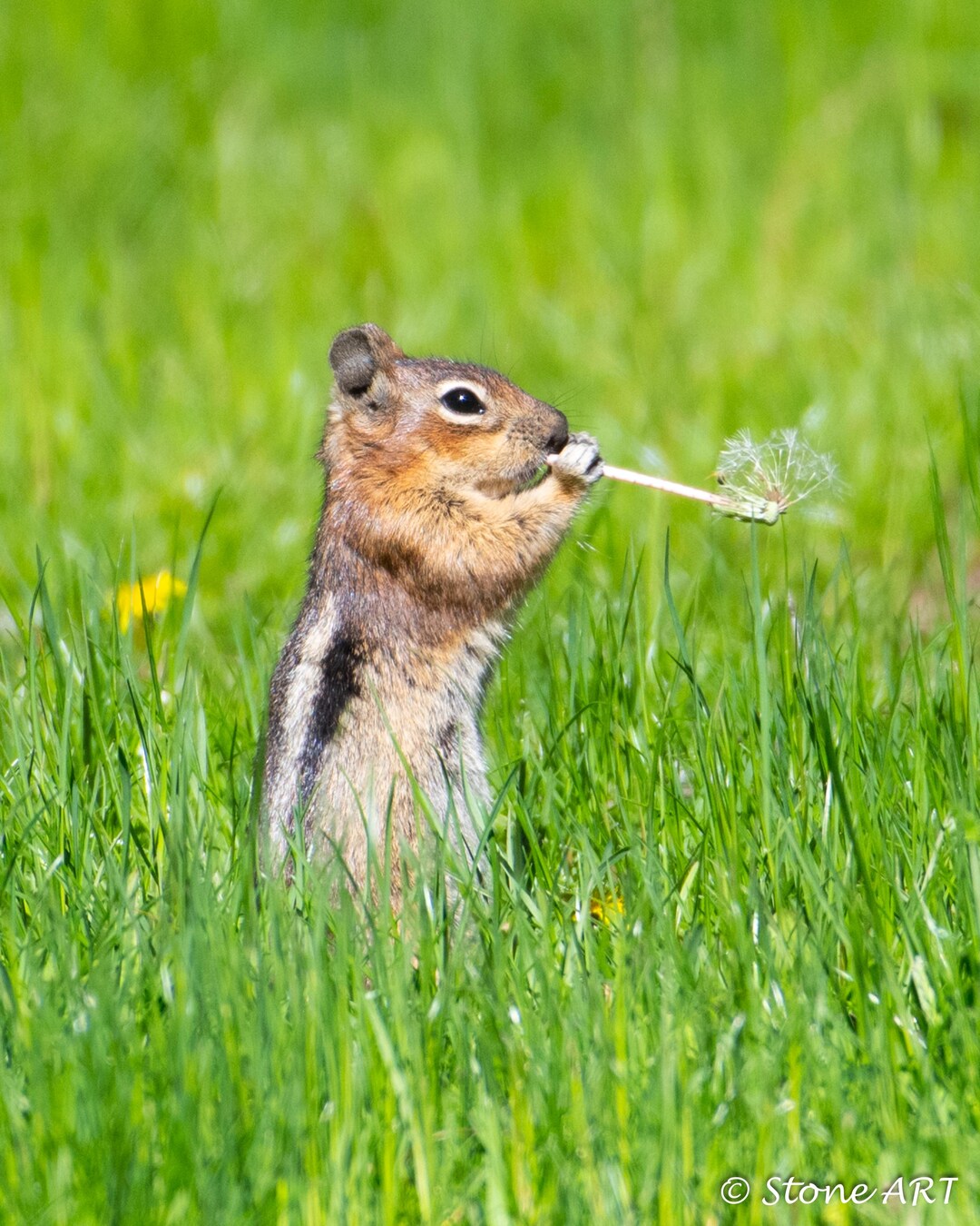 Printable Wall Art, Cute Chipmunk Print, Nature Print, Chipmunk Poster ...