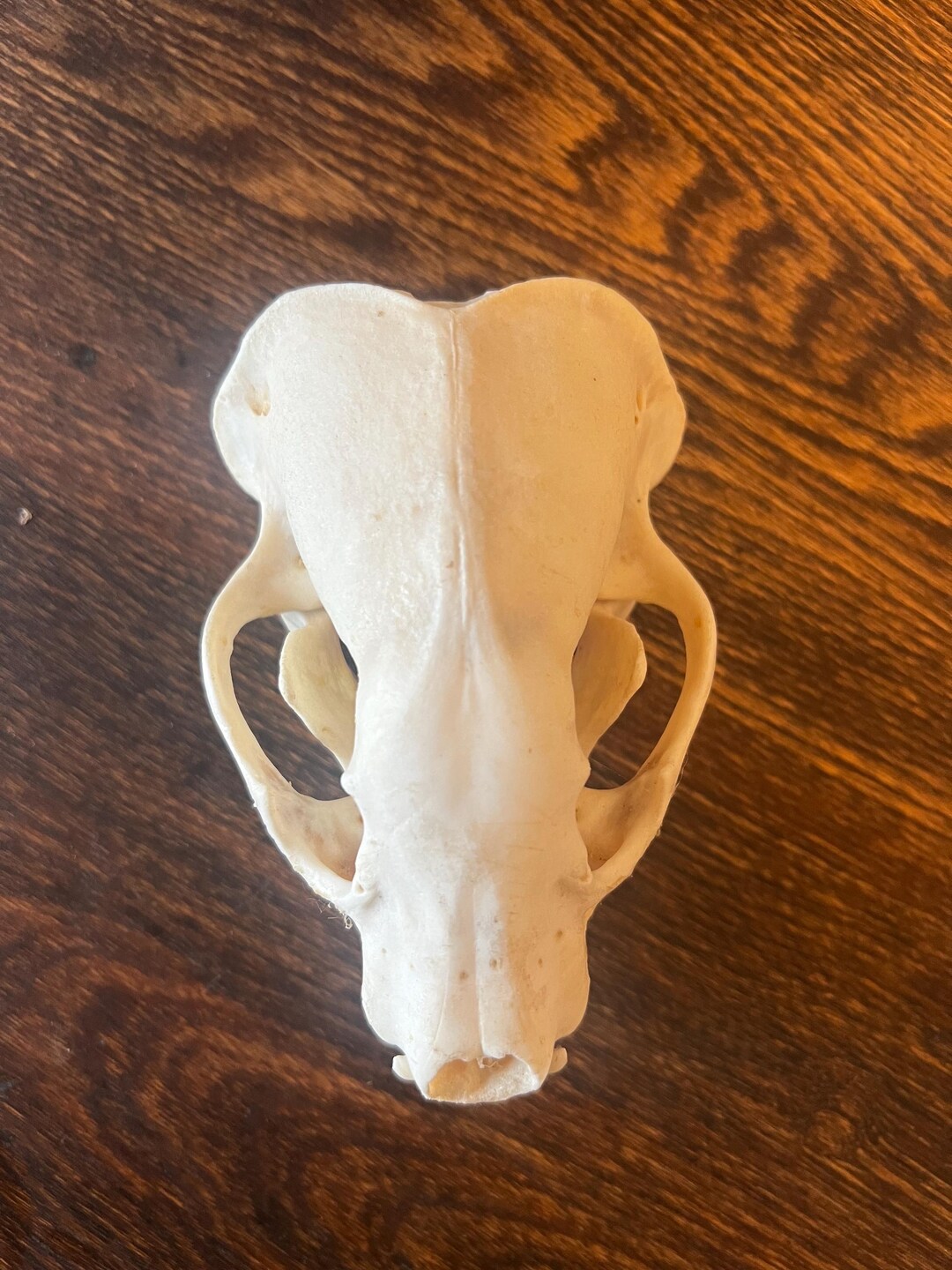 American Badger Skull - Etsy