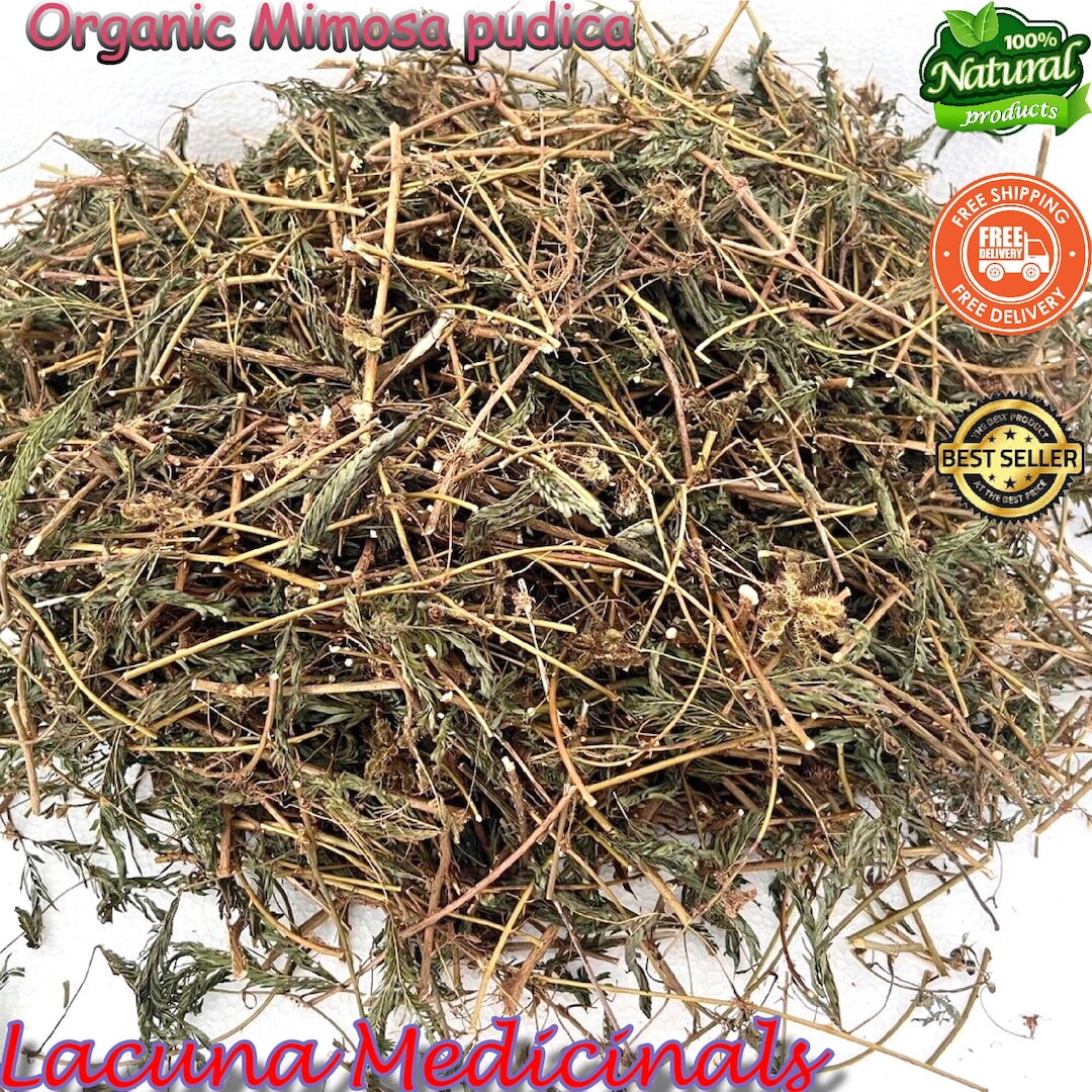 Organic Mimosa Pudica Powder: Freshly Dehydrated Herb Tea - Etsy