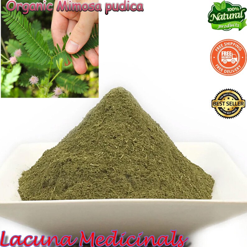 Organic Mimosa Pudica Powder: Freshly Dehydrated Herb Tea - Etsy