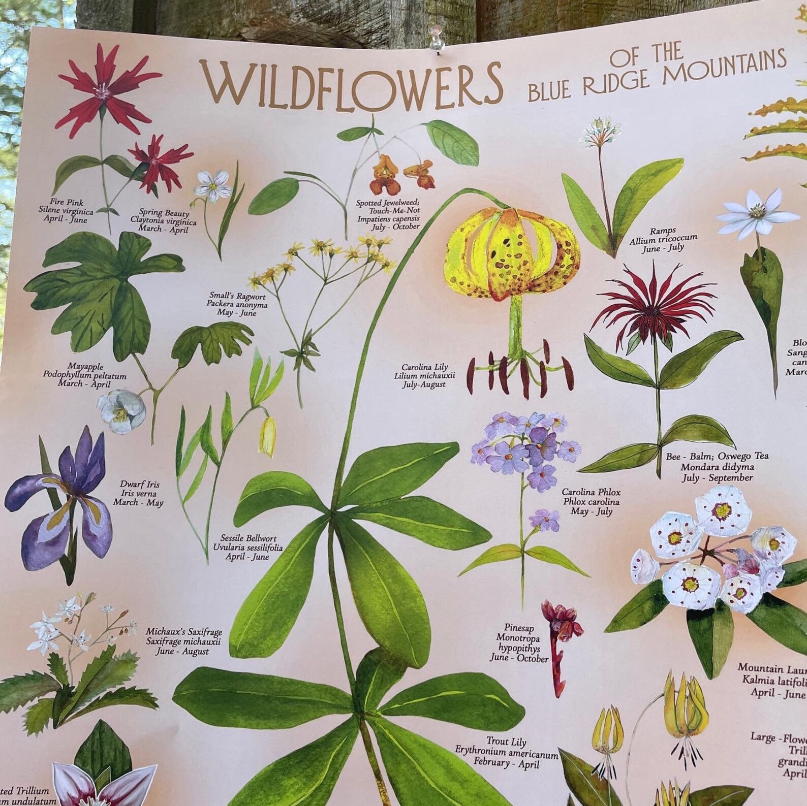 Bright Wildflowers of the Blue Ridge Mountains Poster Print - Etsy