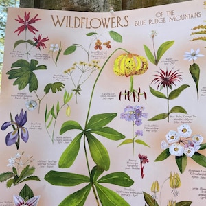 Bright Wildflowers of the Blue Ridge Mountains Poster Print 18x24” by ...