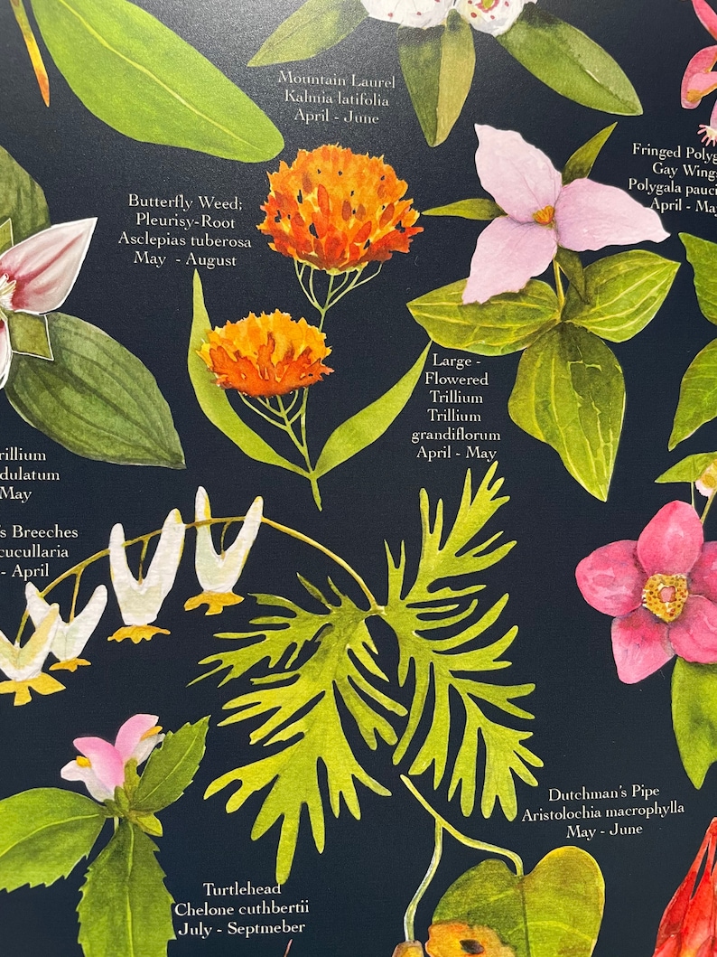 Wildflowers of the Blue Ridge Mountains Poster Print 12x19” by Kat ...