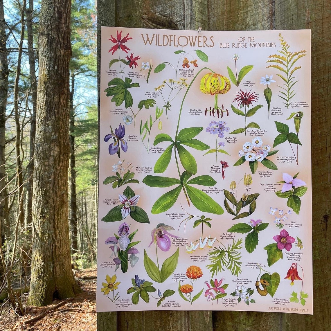 Bright Wildflowers of the Blue Ridge Mountains Poster Print - Etsy