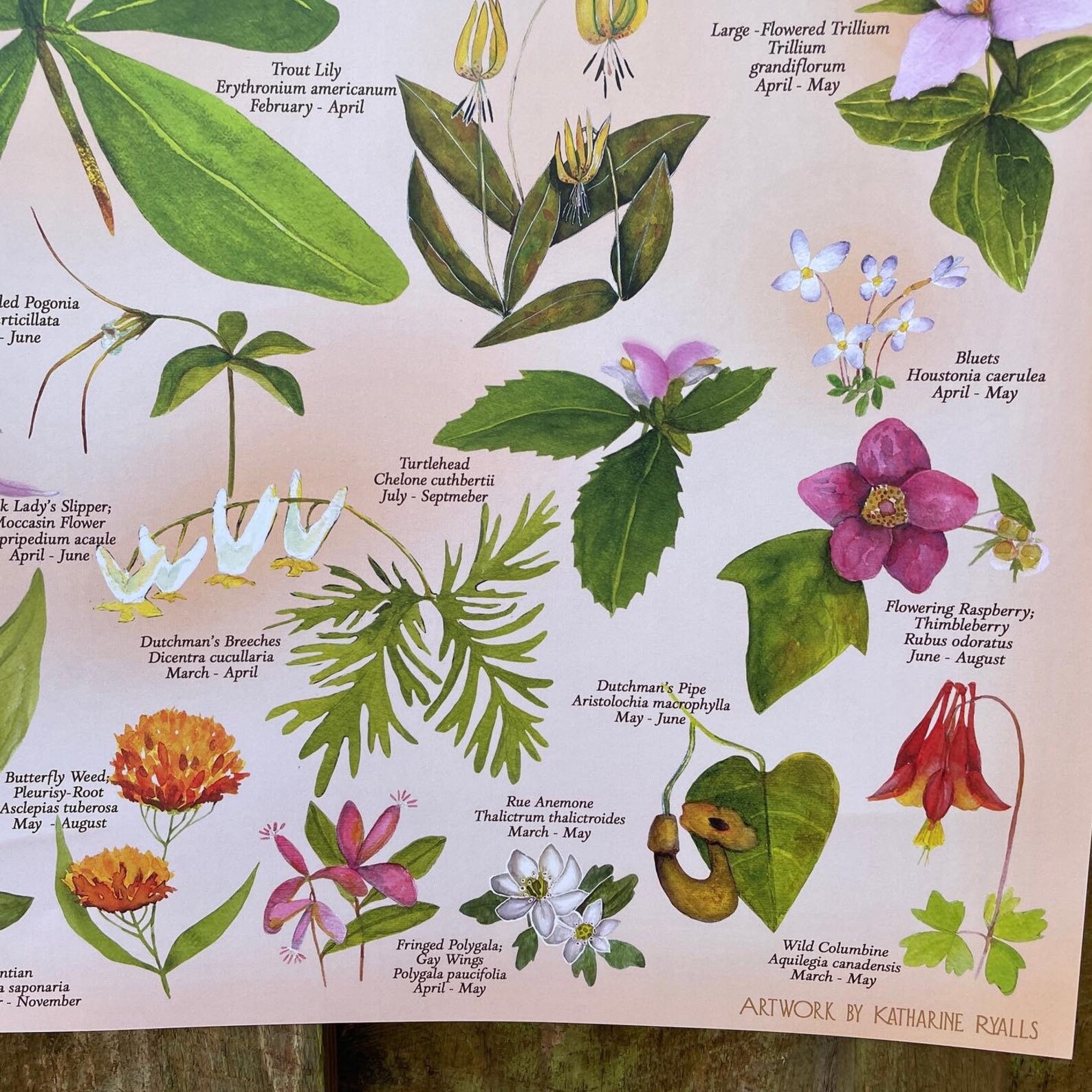 Bright Wildflowers of the Blue Ridge Mountains Poster Print - Etsy