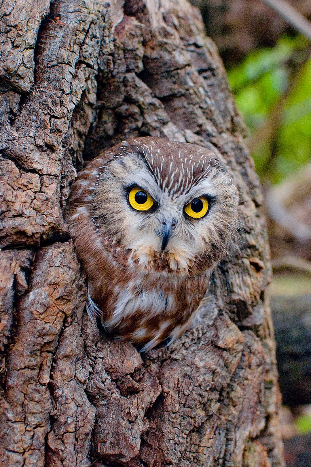 Hamlet's Tree—northern Saw-whet Owl Portrait—large Photography Print - Etsy