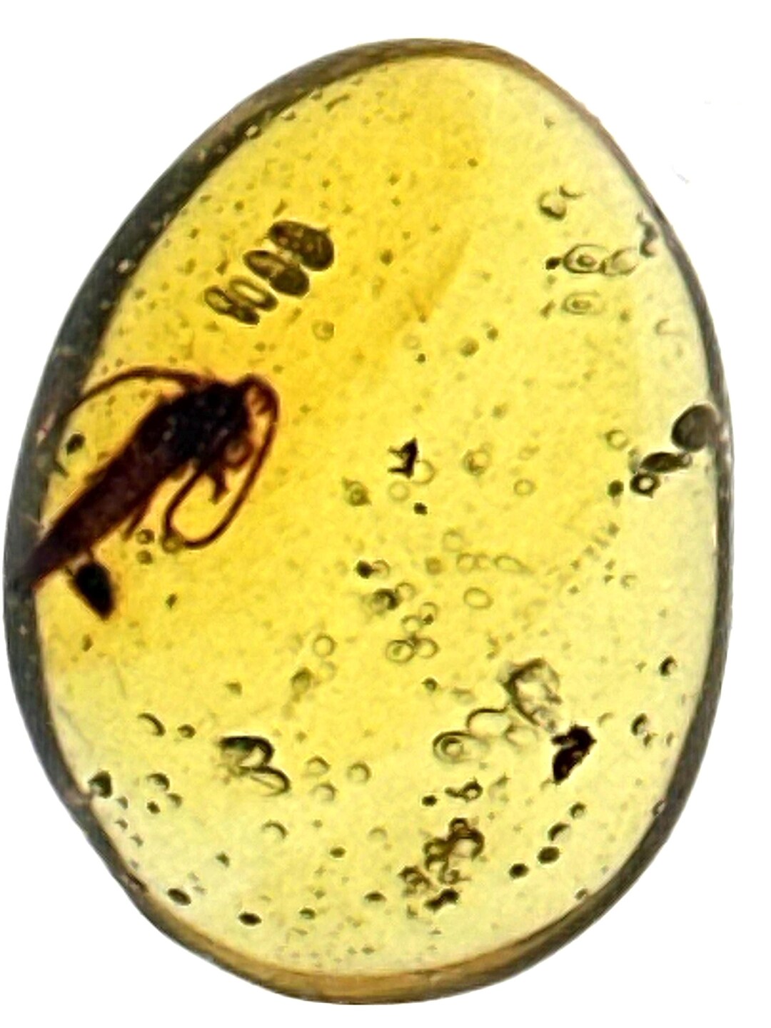 Dominican Amber: Mosquito & Insect Inclusions, Golden Enhydro - Etsy