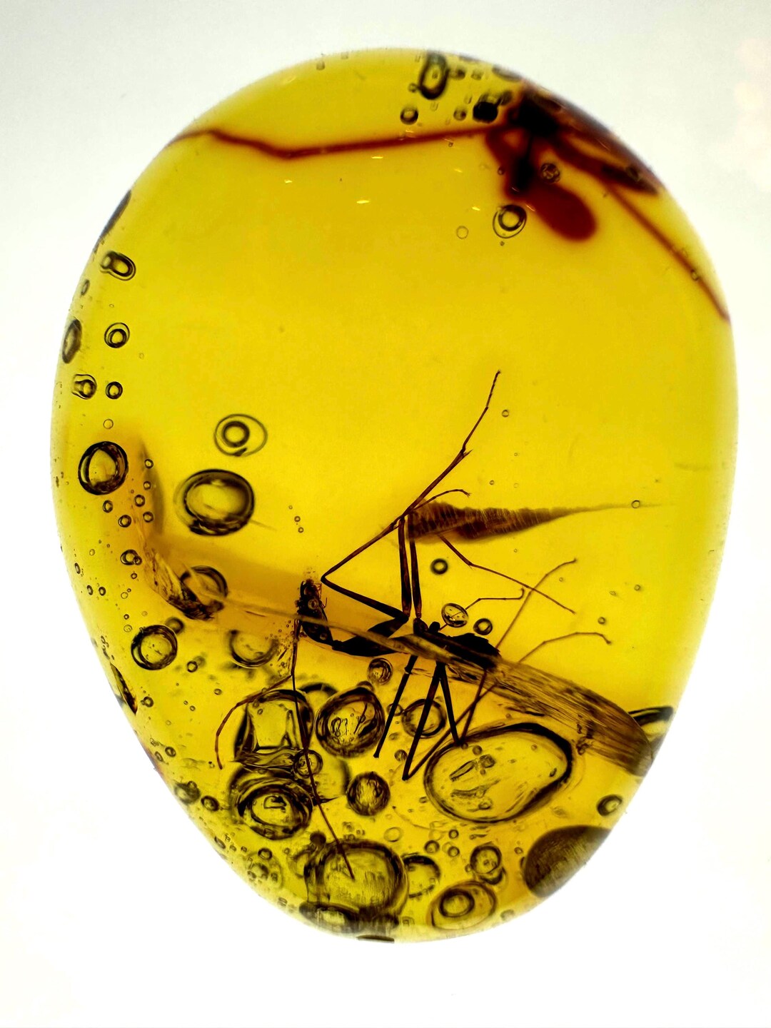 Dominican Amber With Insect Inclusions & Enhydros - Etsy