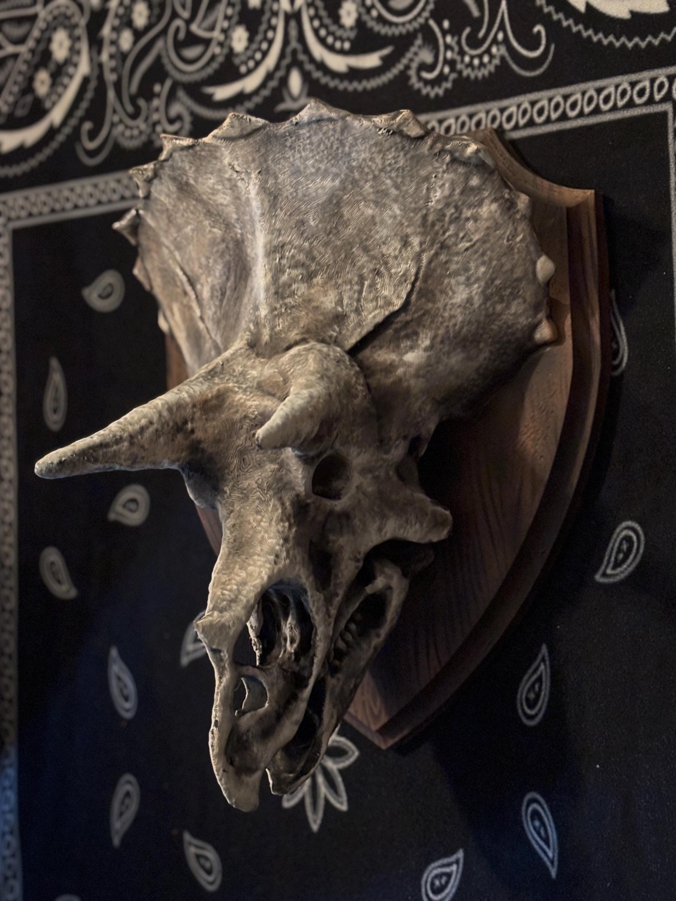 Triceratops Skull Wall Trophy: Dinosaur Fossil Replica, Prehistoric ...