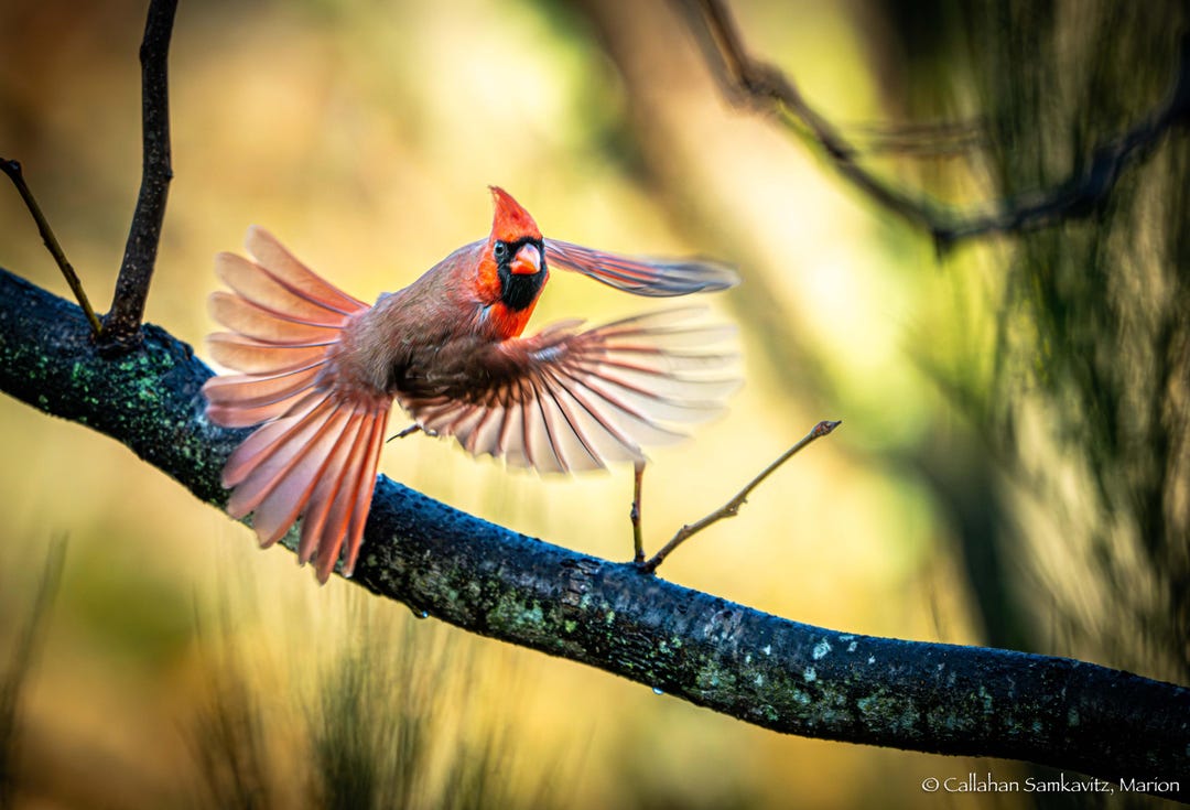 A Picture of a Red Cardinal in Flight, Its Wings in Full View - Etsy