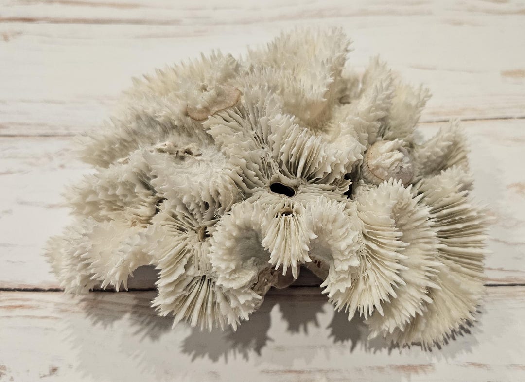 Dried Lobed Brain Coral - Etsy