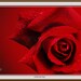 Red Rose Dew Drops - Etsy