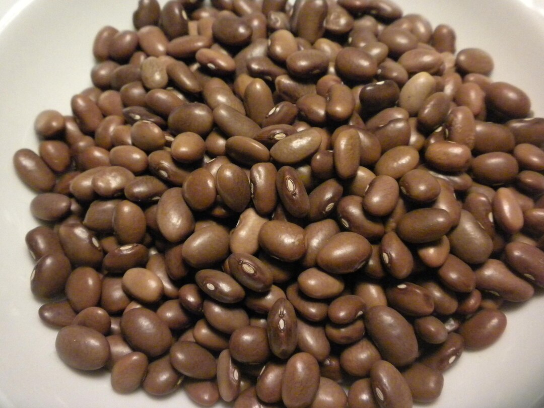 Bayo Chocolate Bean Seeds - Etsy