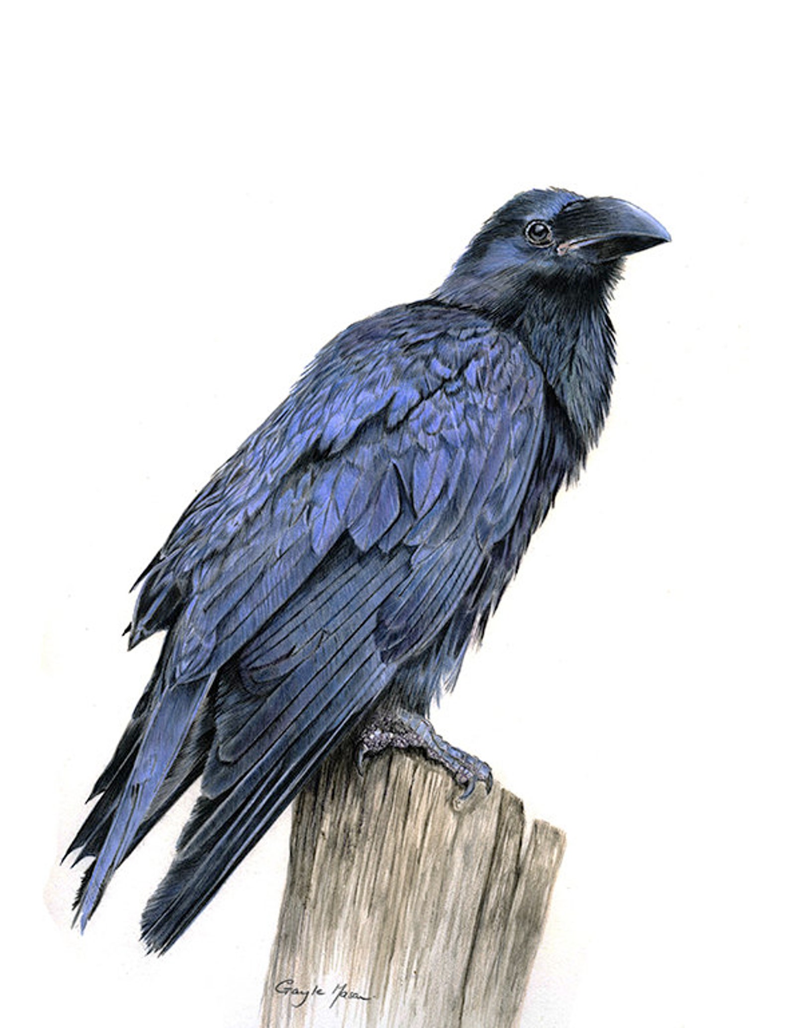 Raven Limited Edition Giclee Print From an Original Painting by Gayle ...