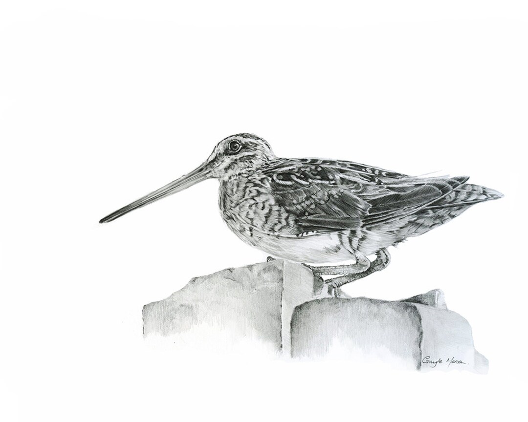 Snipe Bird Limited Edition Giclee Print From an Original Drawing by ...
