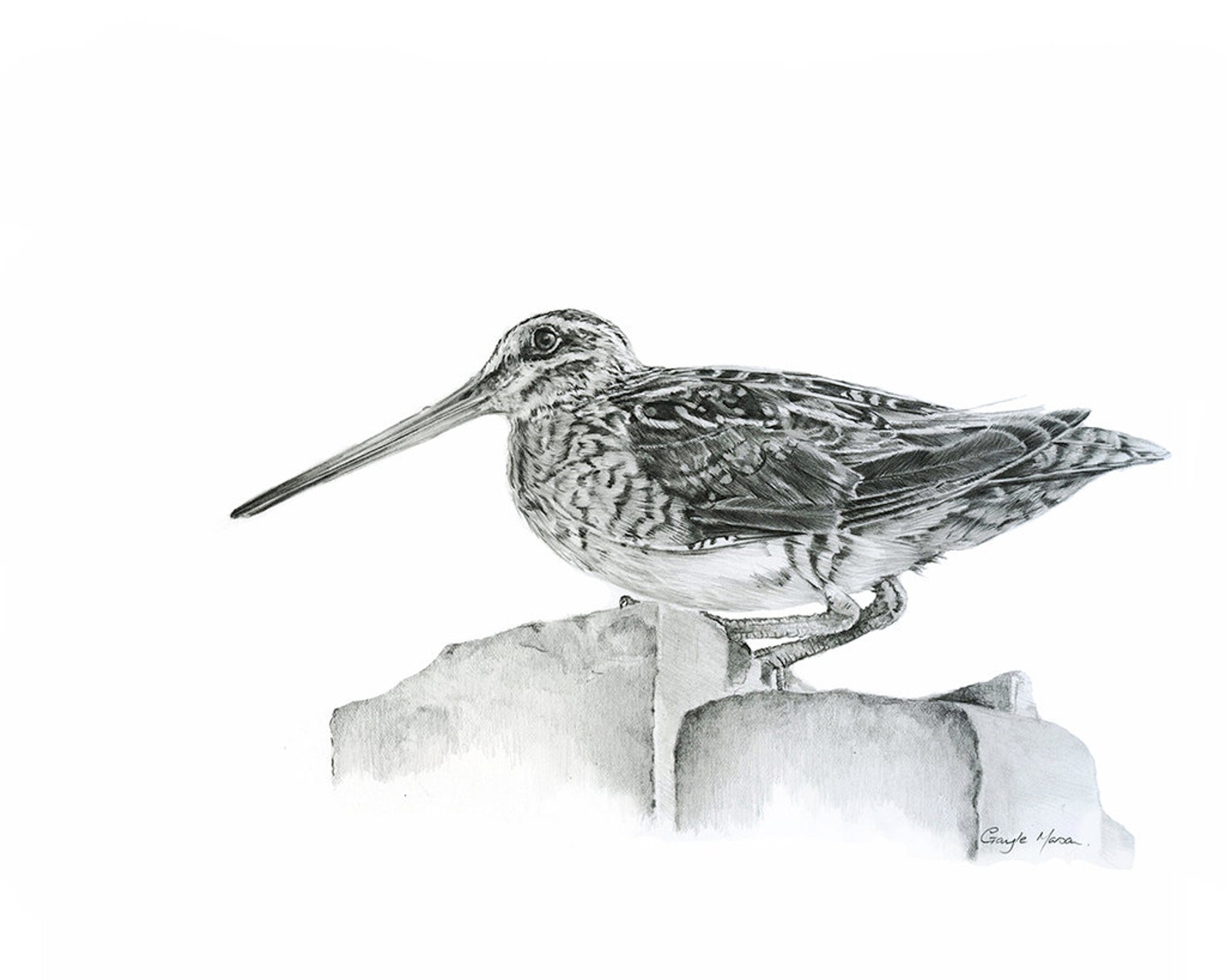 Snipe Bird Limited Edition Giclee Print From an Original Drawing by ...