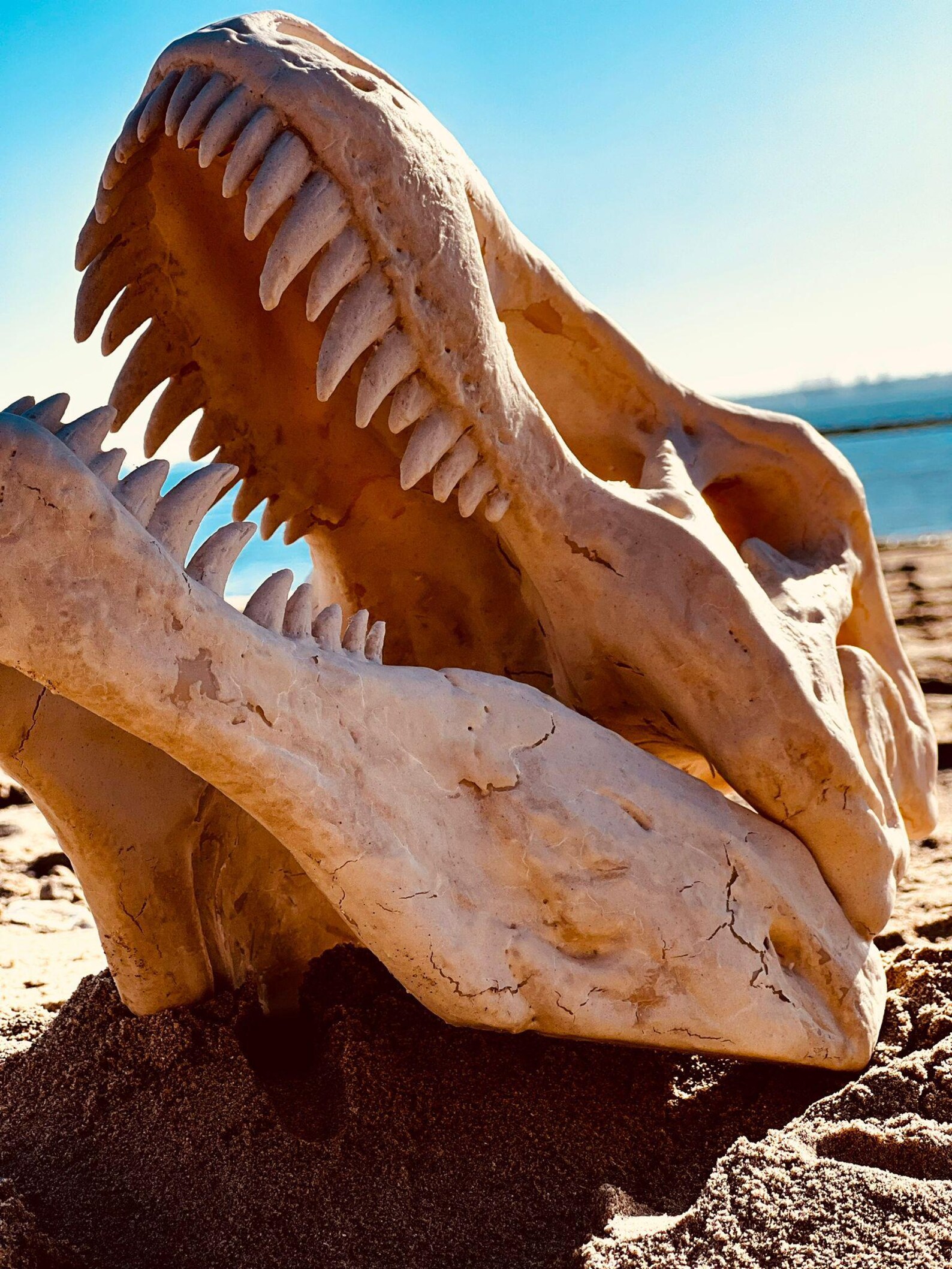 3D Printed Dinosaur Skull – Realistic Hand-painted Fossil Replica ...