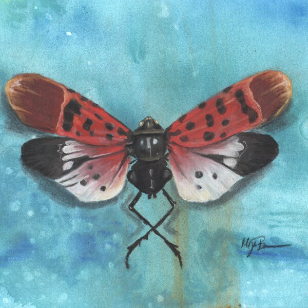 Lantern Fly - Etsy