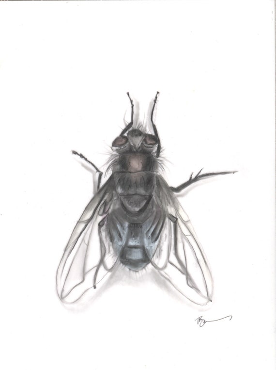 House Fly Drawing