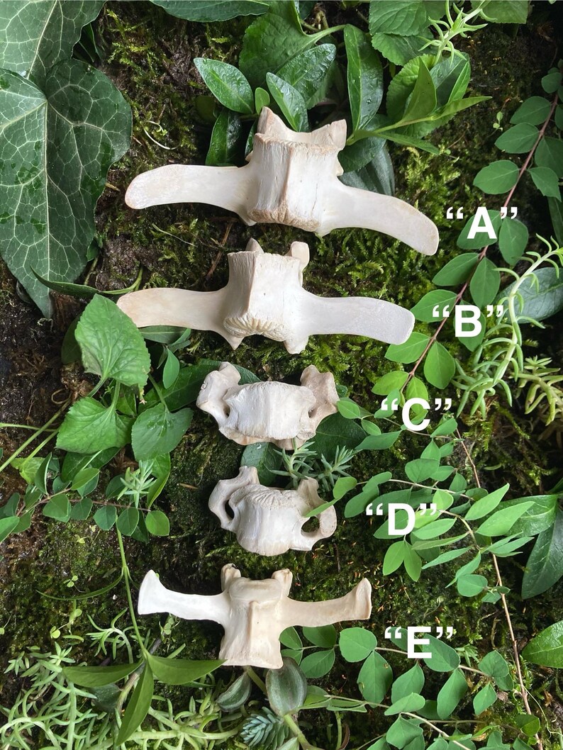 Bone Bead- 1 Vertebrae- Natural Dread Bead- Dreadlocks- Large Bead ...