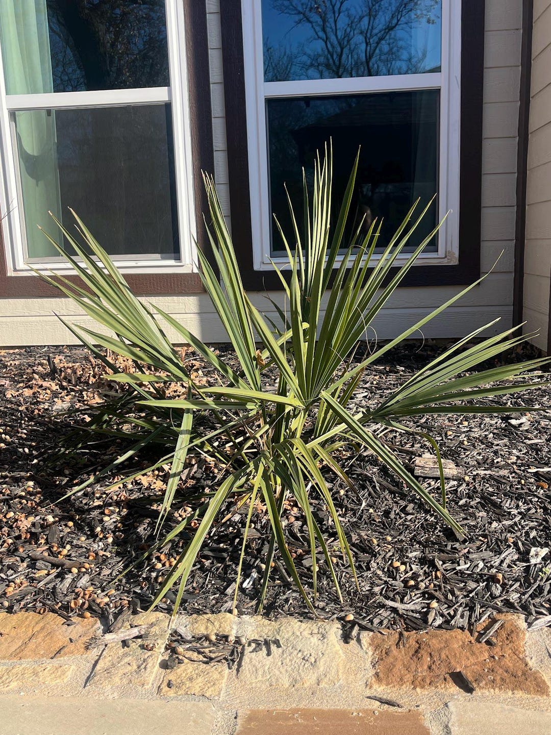 Sabal Minor “mccurtain County, Oklahoma” – Ultra Cold-hardy Dwarf ...