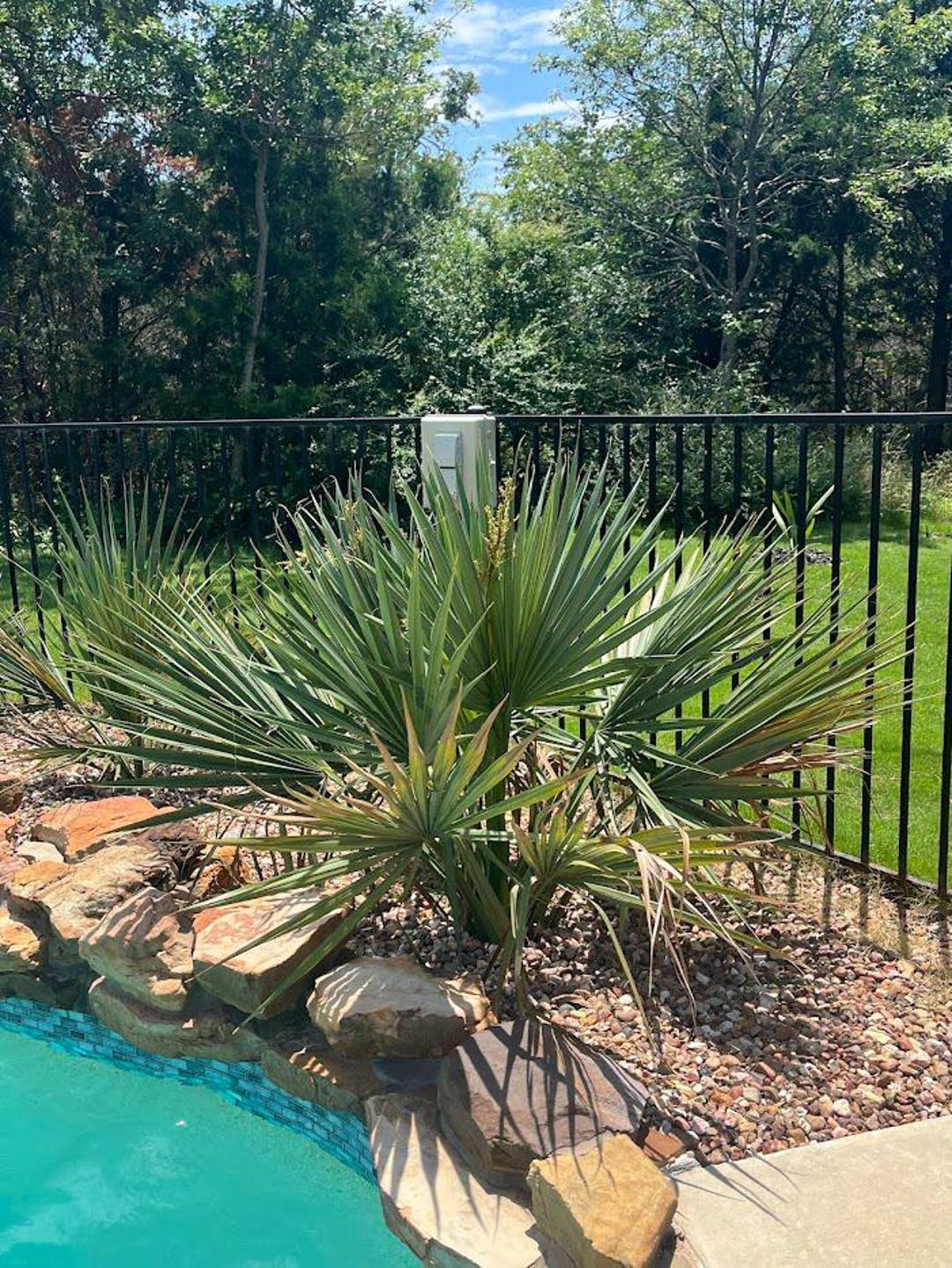 Sabal Brazoriensis Blue Palm Tree Cold Hardy Texas Native 1 Gallon Rare ...