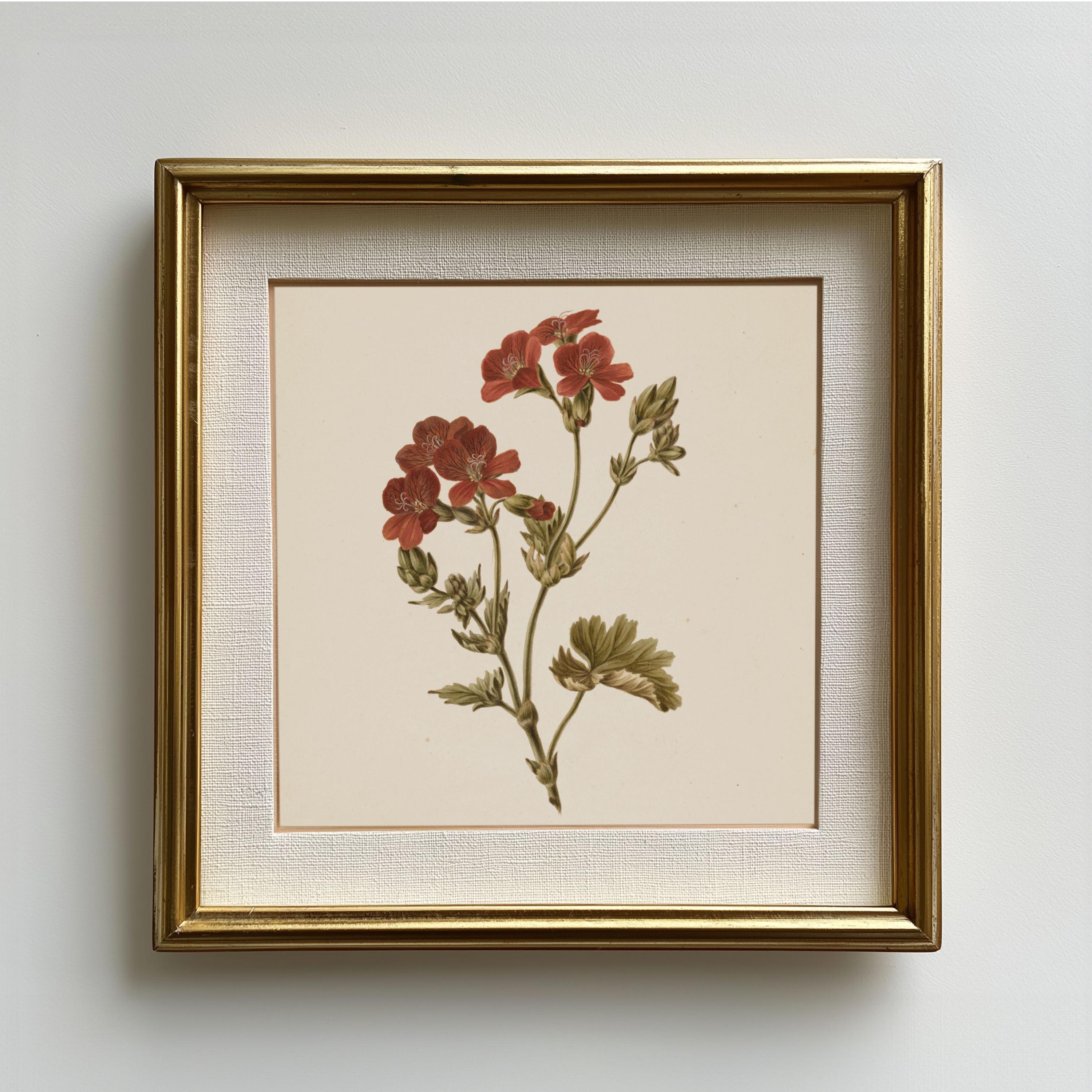 Vintage Red Geranium Flower Print | Victorian Botanical Wall Art ...