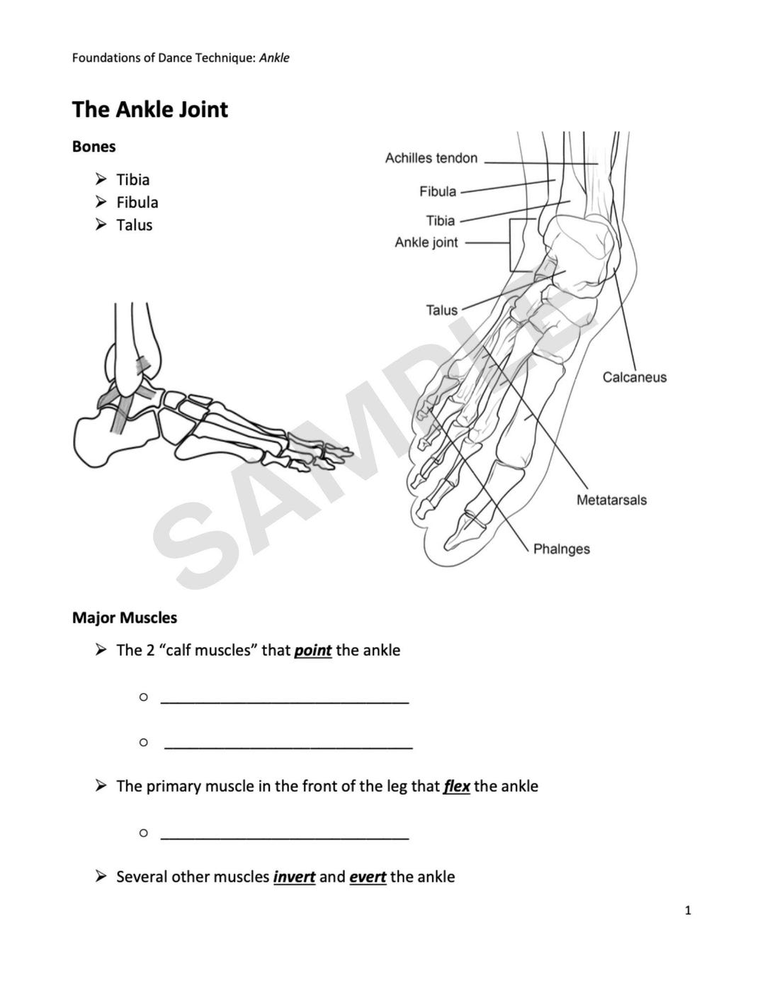 Ankle Anatomy for Dancers | Educational Worksheet With Answer Key ...