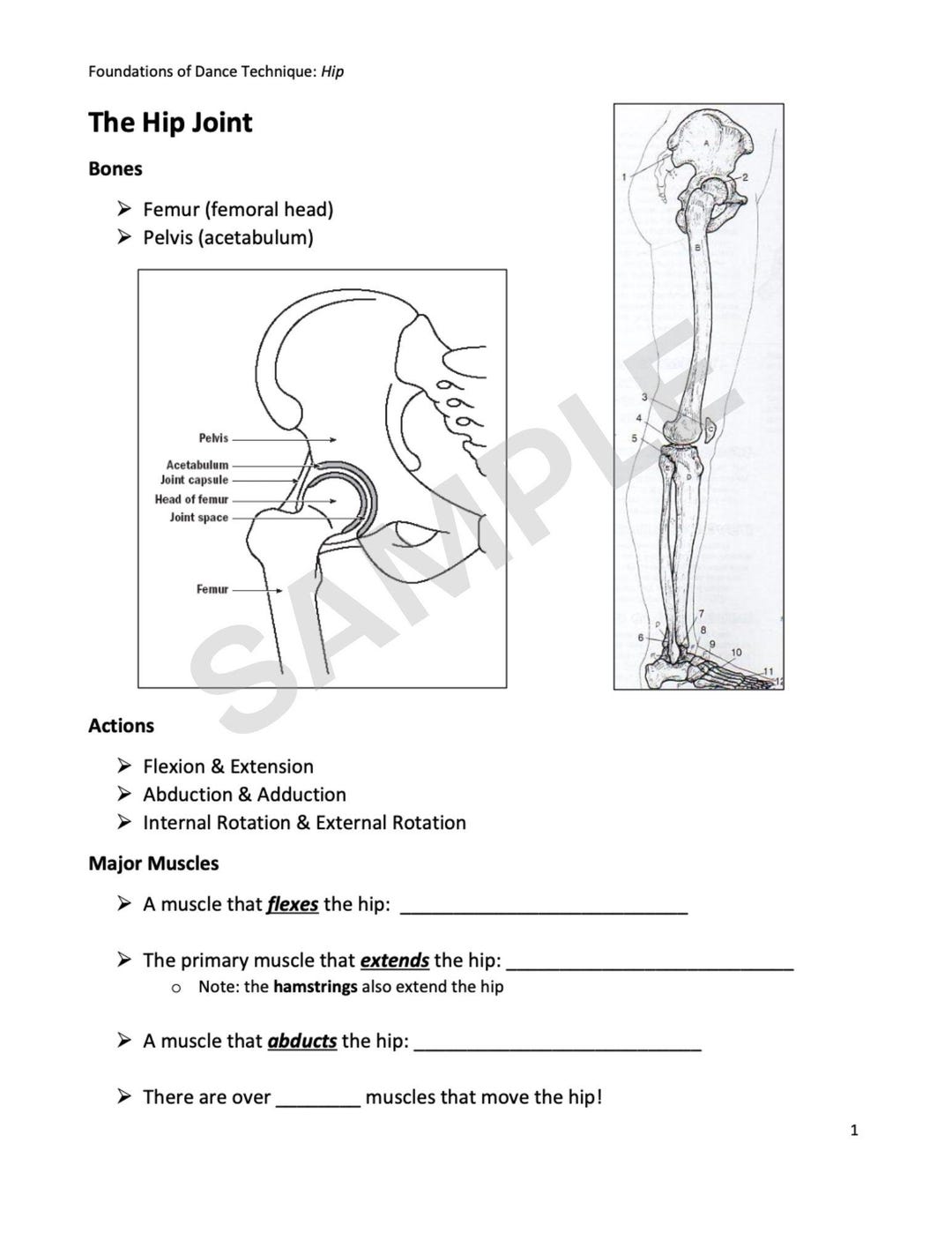 Hip Anatomy for Dancers | Educational Worksheet With Answer Key | Dance ...