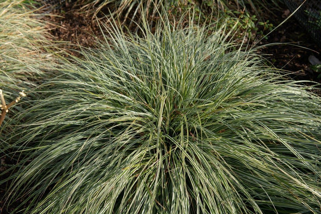 Carex Oshimensis Evercolor® Everest - Sedge - Etsy