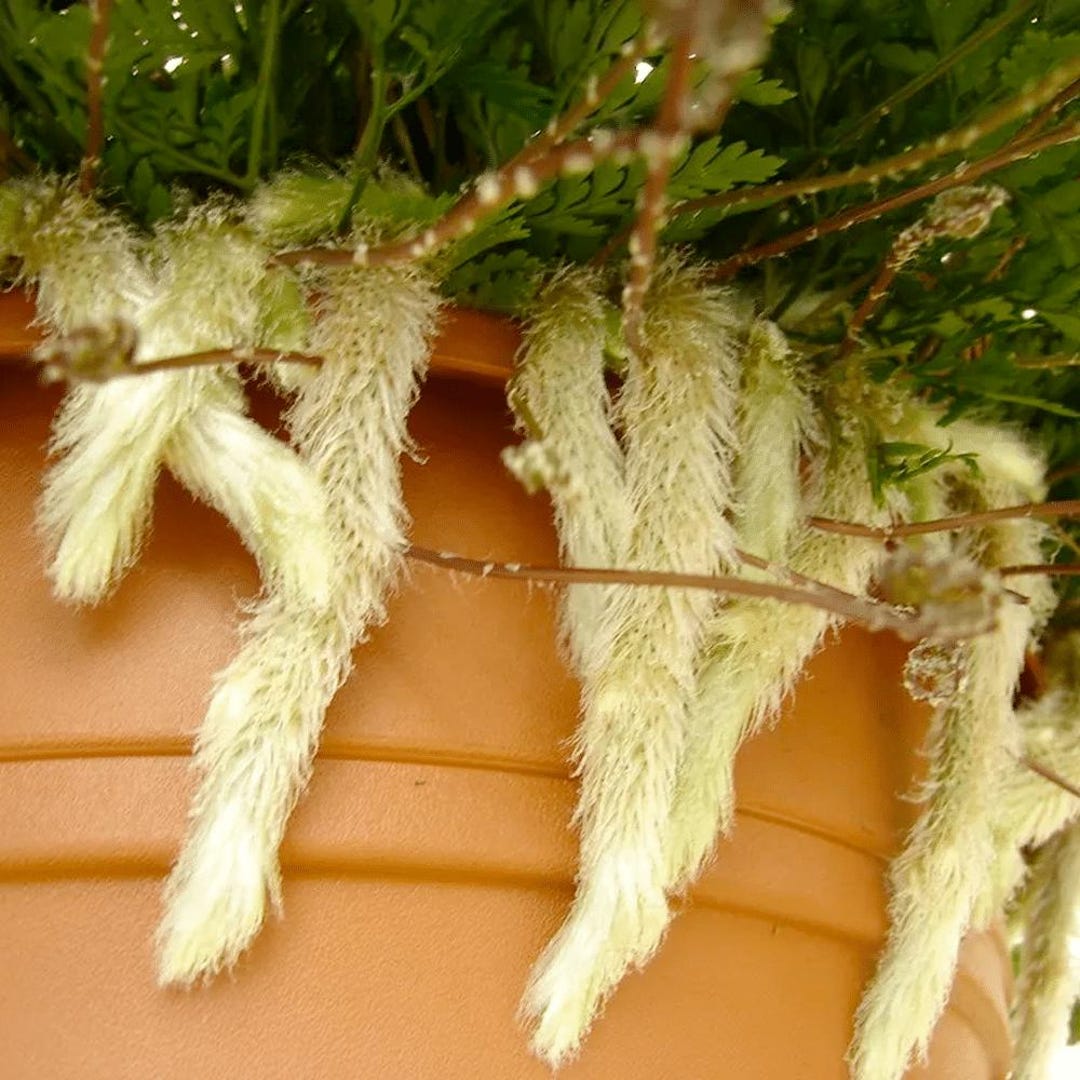 Davallia Tyermanii - White Rabbits Foot Fern - Etsy