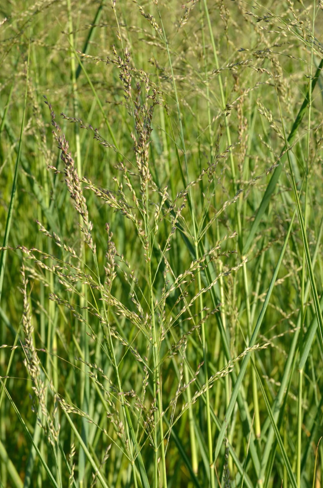Panicum Amarum - Bitter Panic Grass - Etsy