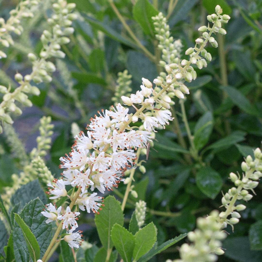 Clethra Alnifolia 'hummingbird' - Hummingbird Summersweet - Etsy