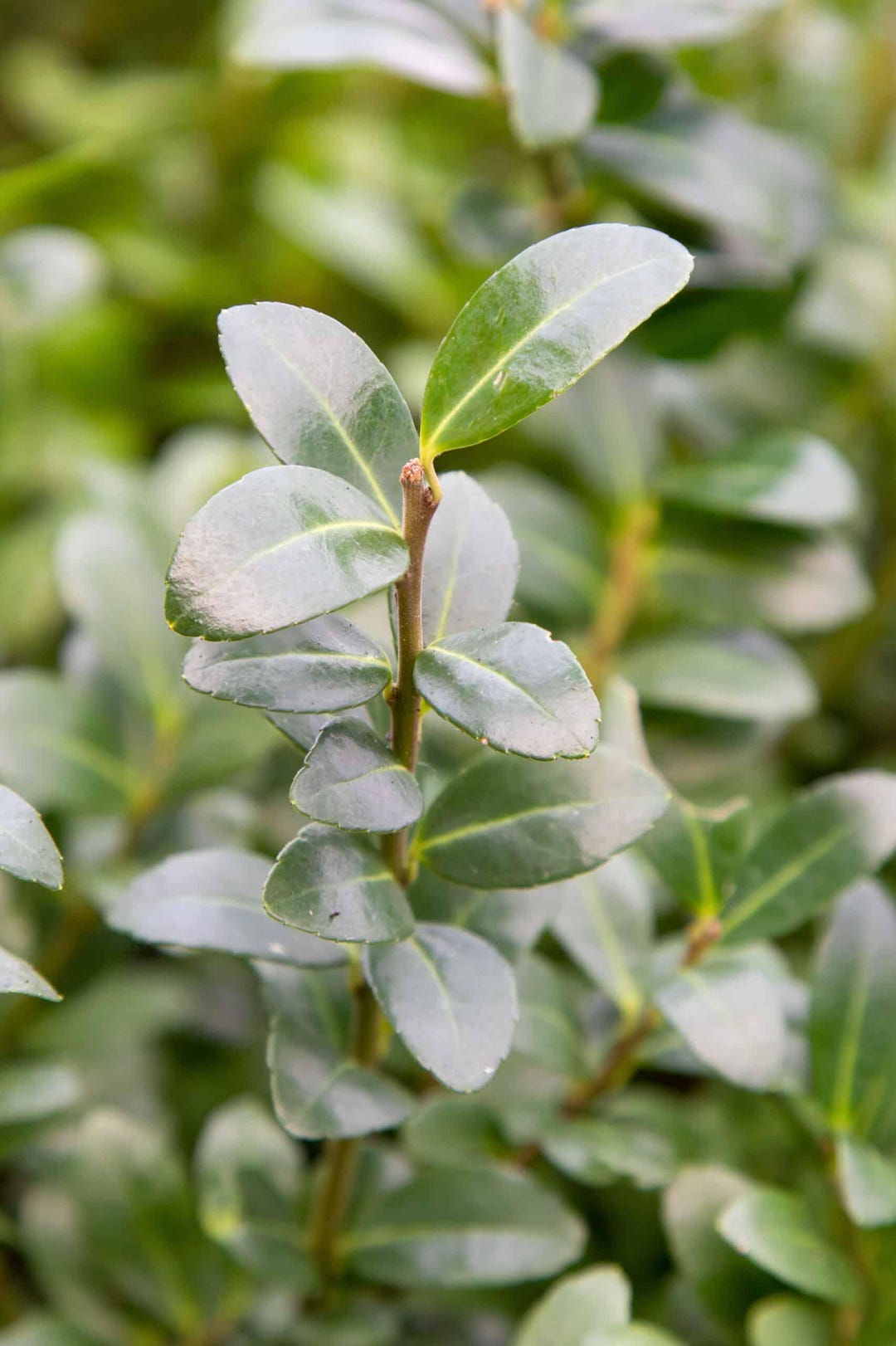 Ilex Crenata Schwoebel Upright - Upright Japanese Holly - Etsy