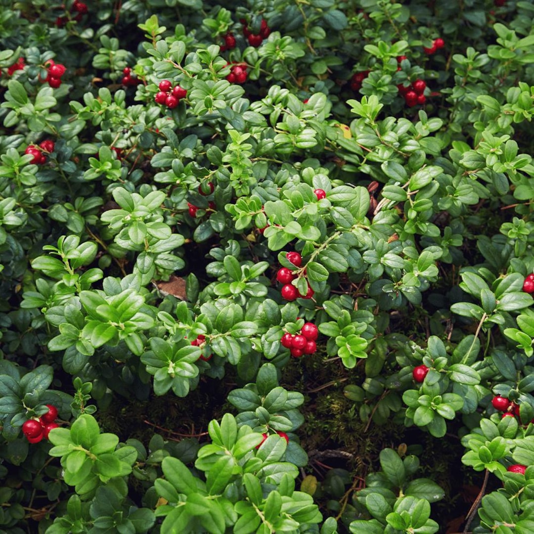 Bearberry (arctostaphylos Uva Ursi) - Etsy