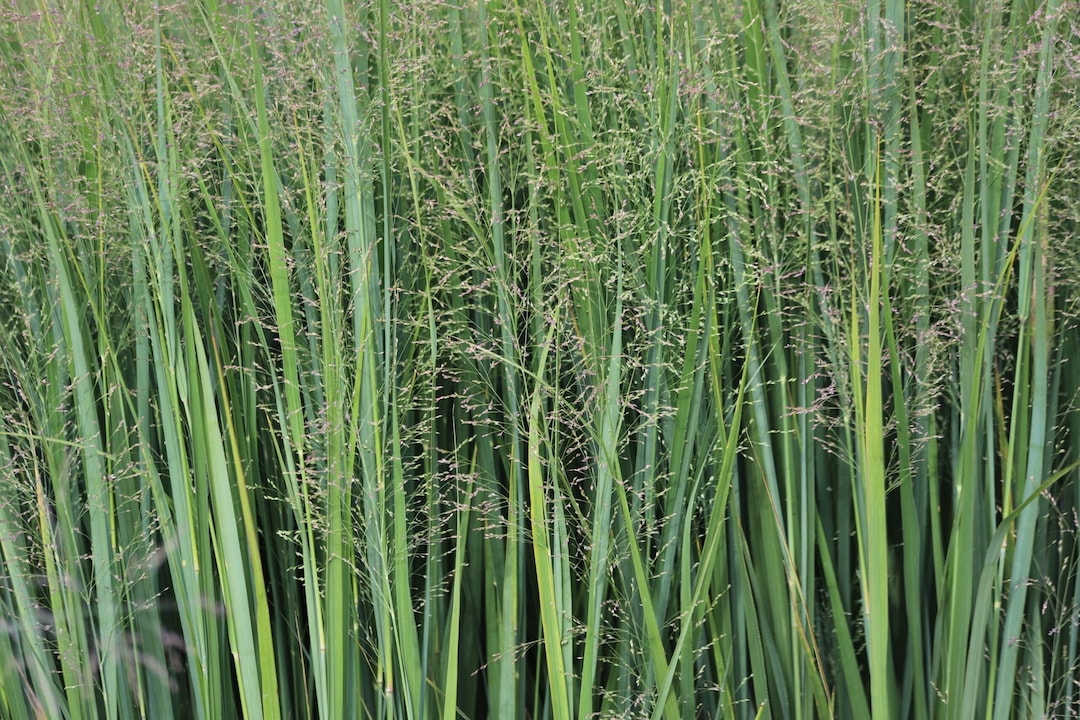 Panicum Virgatum Cape Breeze - Switchgrass - Etsy