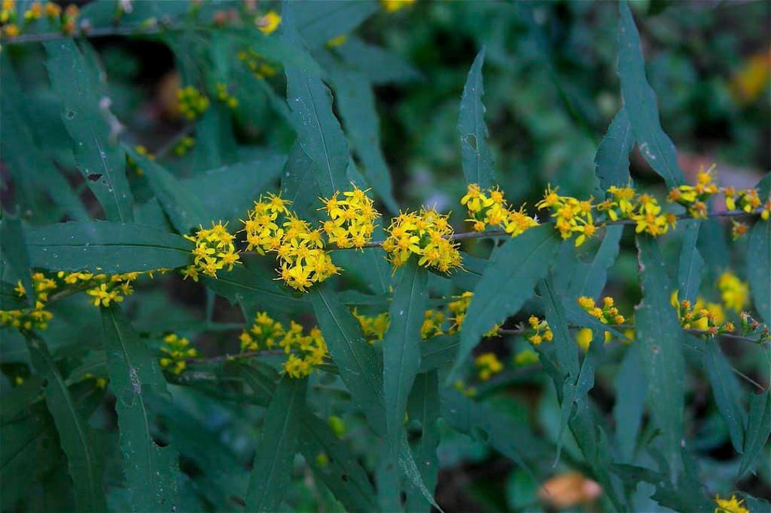 Solidago Caesia - Blue-stemmed Goldenrod - Etsy