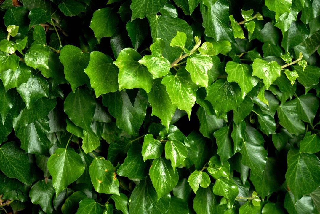 Hedera Helix - Common Ivy - Etsy