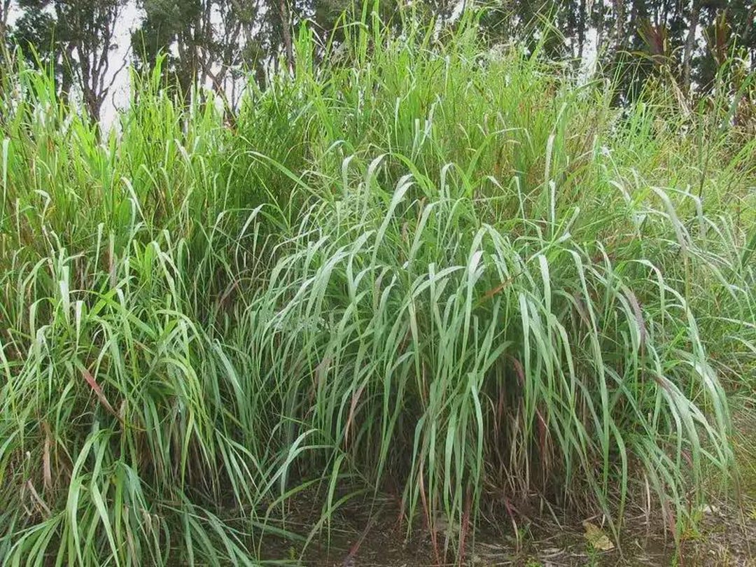 Panicum Virgatum - Switchgrass - Etsy