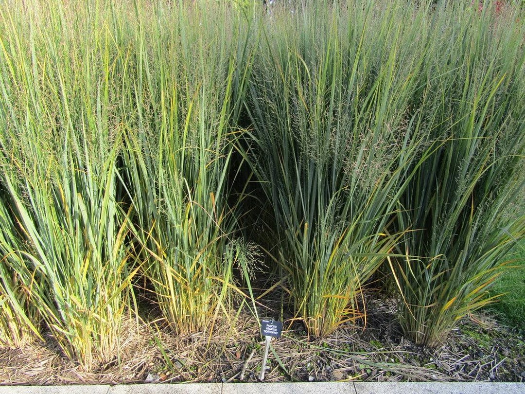 Panicum Virgatum Northwind - Switchgrass - Etsy