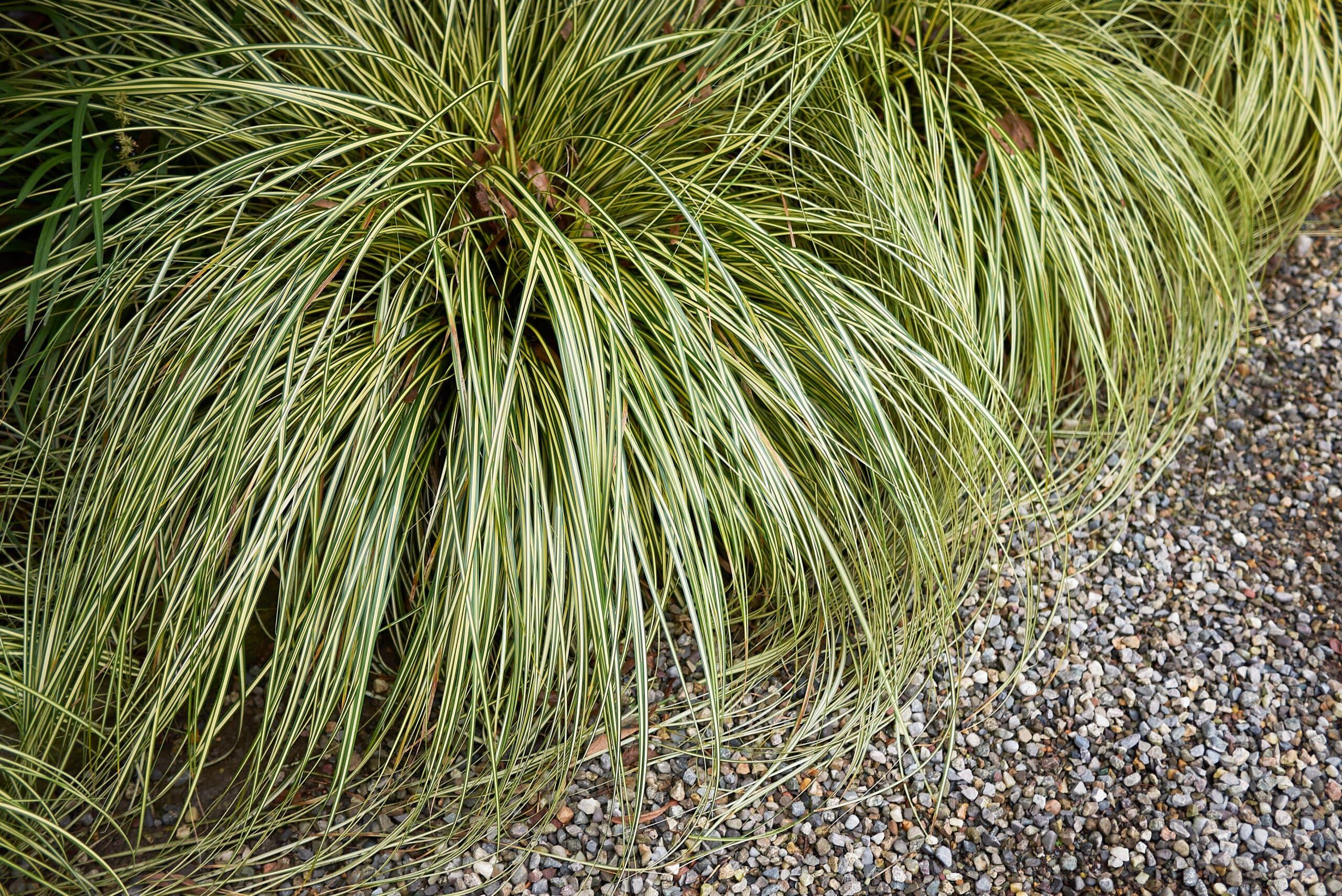 Carex Oshimensis Evercolor® Everest - Sedge - Etsy