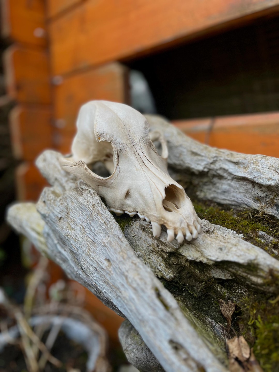 Real Labrador Skull - Etsy