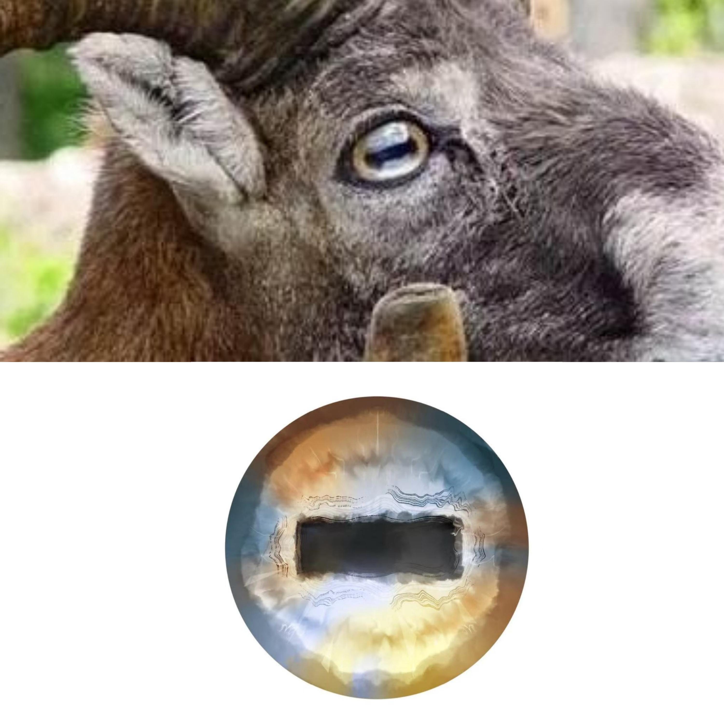 Realistic Goat Eye Inserts Rectangular Pupil Mesh Vision Panels Furry ...
