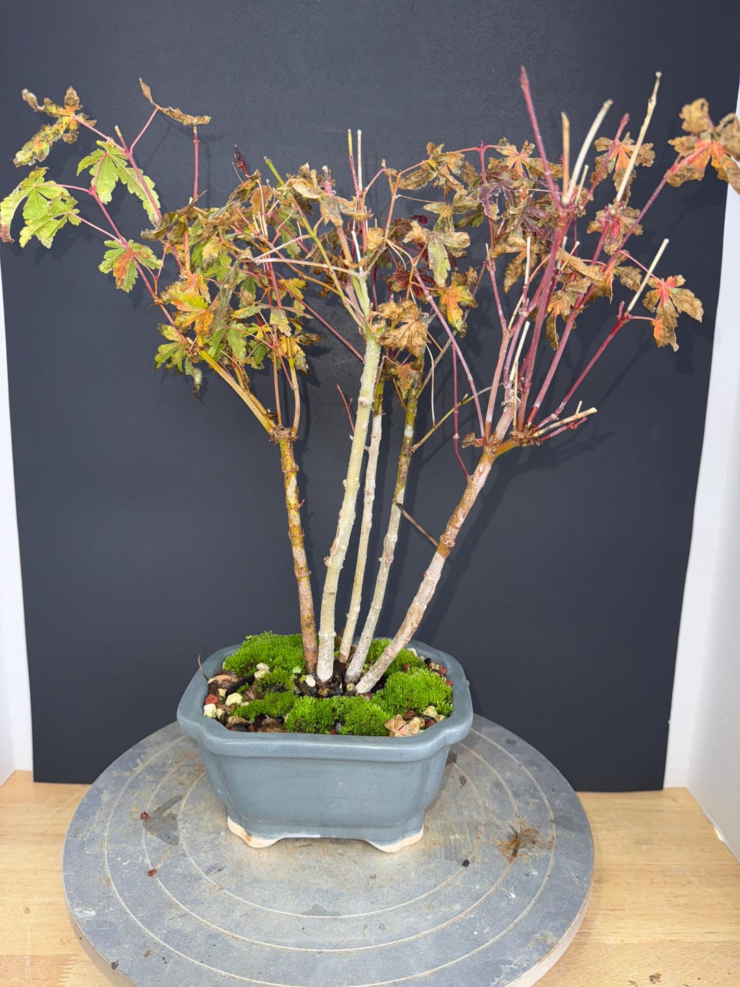 Japanese Maple Clump-style Bonsai – 8–10 Years Old - Etsy