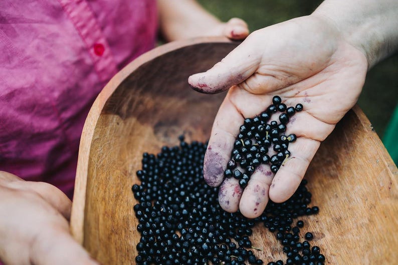 100% Organic Maqui Berry Powder - Etsy Australia