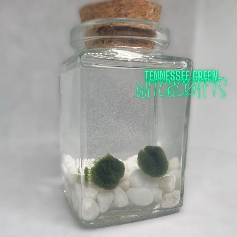Moss Ball Terrarium - Etsy