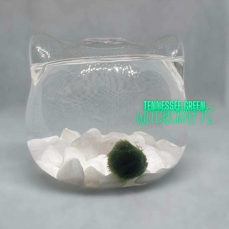 Terrarium Moss - Etsy