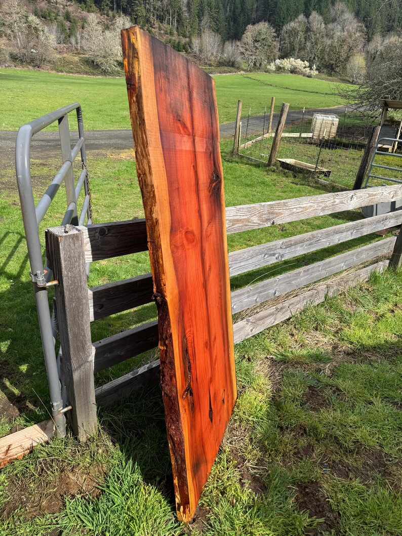 Giant Sequoia Redwood Slab- 66" X 32" X 2" - Live Edges - Etsy