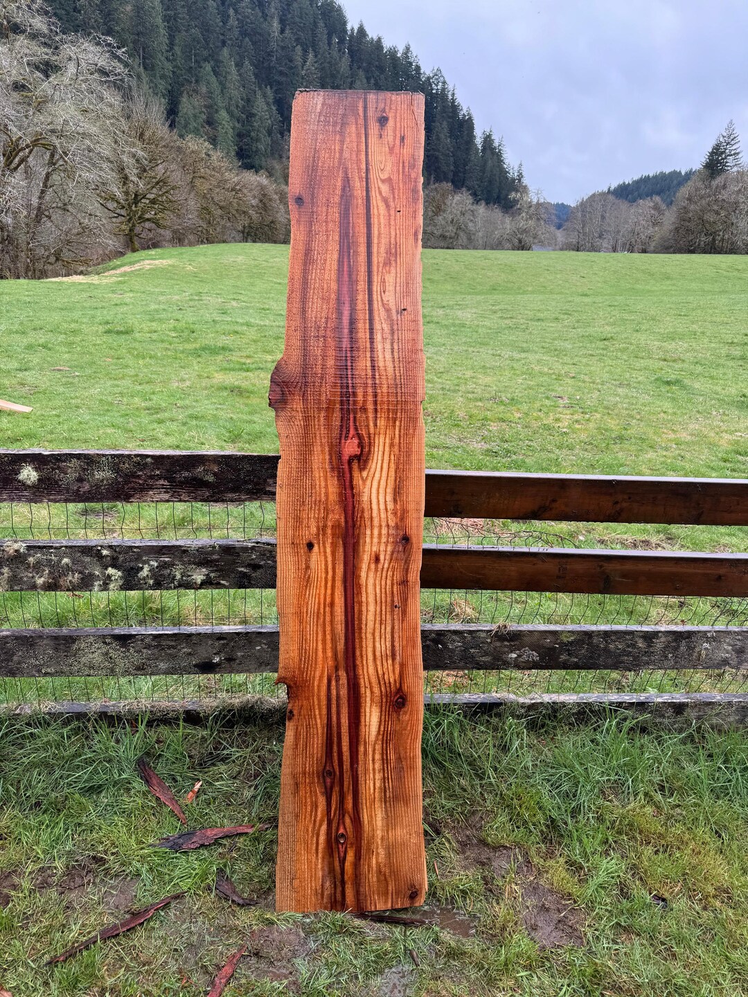Giant Sequoia Redwood Slab - 86" X 16" X 1" - Live Edges - Etsy