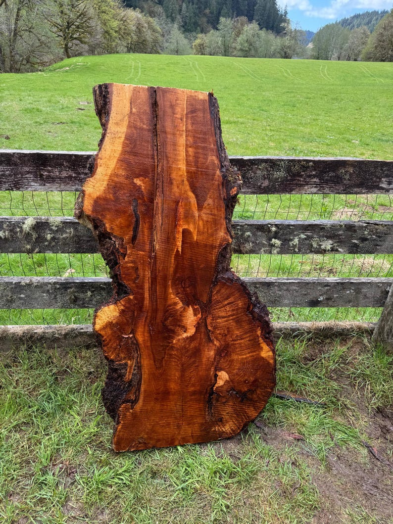 Maple Burl Slab - 53" X 28" X 3" - Etsy